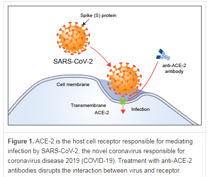Defending Our Cells and ACE-2 Receptors From Covid-19 | David Murrin
