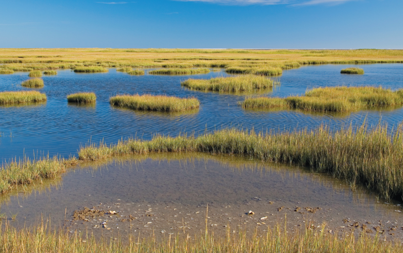 Never Sell Your Salt Marshes Or You will Lose Your Homeland To The ...
